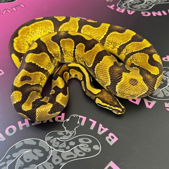 Enchi Gravel (Produced From Super Gravel) Ball Python by Living Art ...