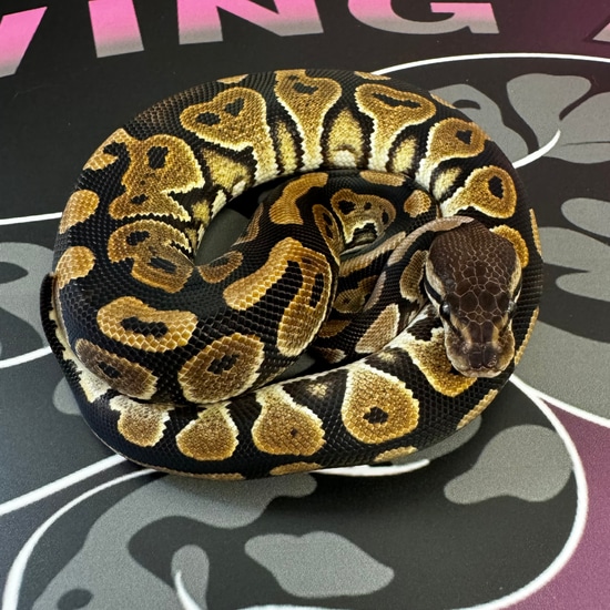 Cinnamon 100% Het Desert Ghost 66% Het Caramel Albino Ball Python by ...