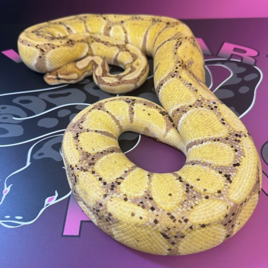 Coral Glow Proven Breeder Ball Python by Living Art Ball Python's