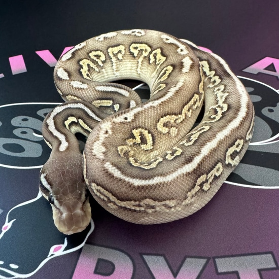 Black Pewter Mojave Ball Python by Living Art Ball Python's