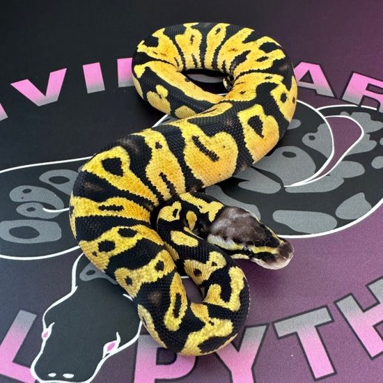 Pastel Asphalt 50% Het Hypo Ball Python by Living Art Ball Python's