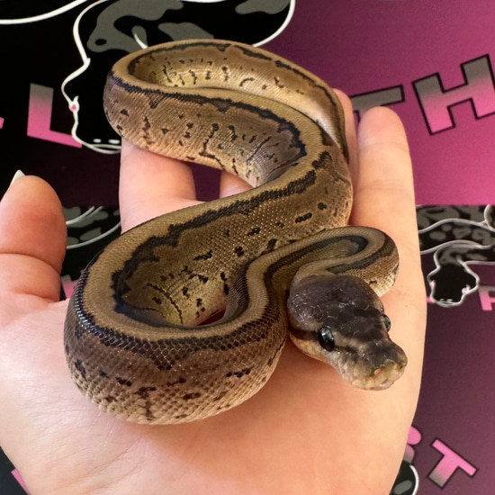Cinnamon Or Black Pastel Pinstripe 100% Het Pied Ball Python by Living ...