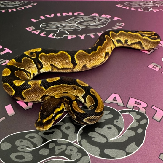 Calico 100% Het Pied 66% Het Albino Ball Python by Living Art Ball Python's