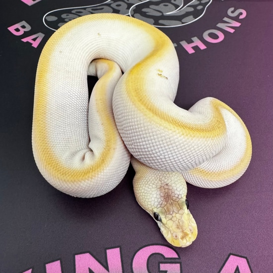 Champagne Mojave Pastel Ball Python by Living Art Ball Python's