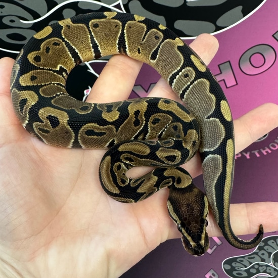 Classic Het Pied 66% Het Albino Ball Python by Living Art Ball Python's