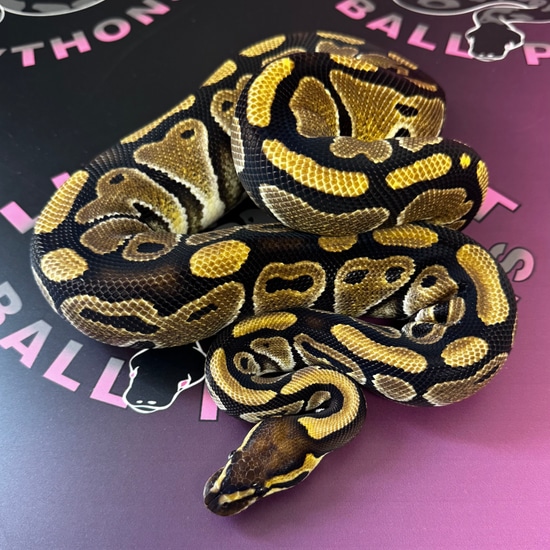 Double Het Genetic Stripe Clown Ball Python by Living Art Ball Python's