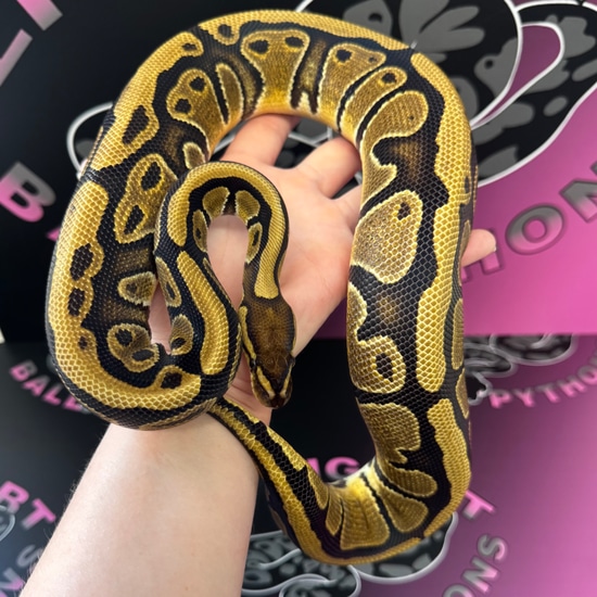 Fire Double Het Puzzle Genetic Stripe Ball Python by Living Art Ball ...