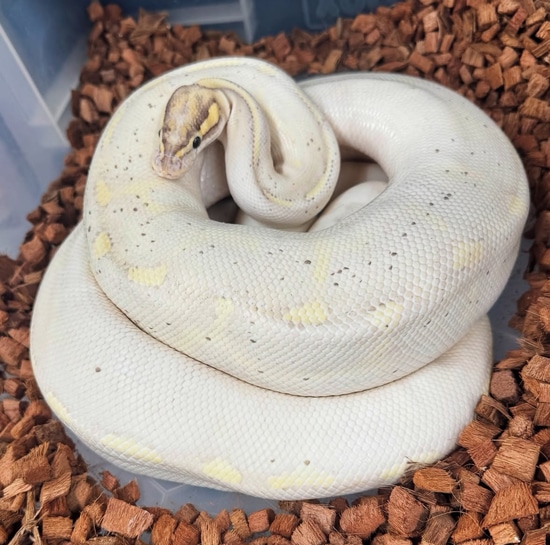 Proven Enchi Highway Ball Python by Living Art Ball Python's