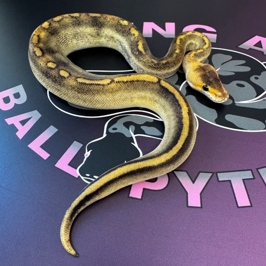 Champagne 100% Het Desert Ghost Ball Python by Living Art Ball Python's