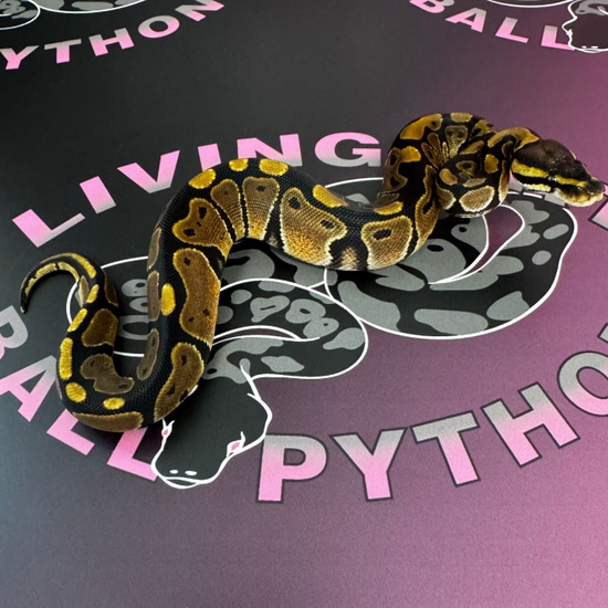 Het Desert Ghost Ball Python by Living Art Ball Python's