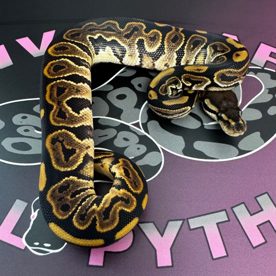 Black Pastel Het Pied 66% Het Albino Ball Python by Living Art Ball ...