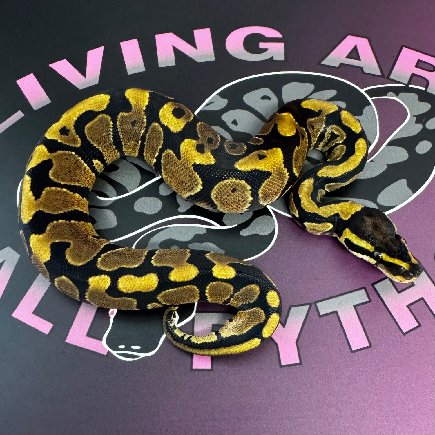 Yellow Belly Het Desert Ghost