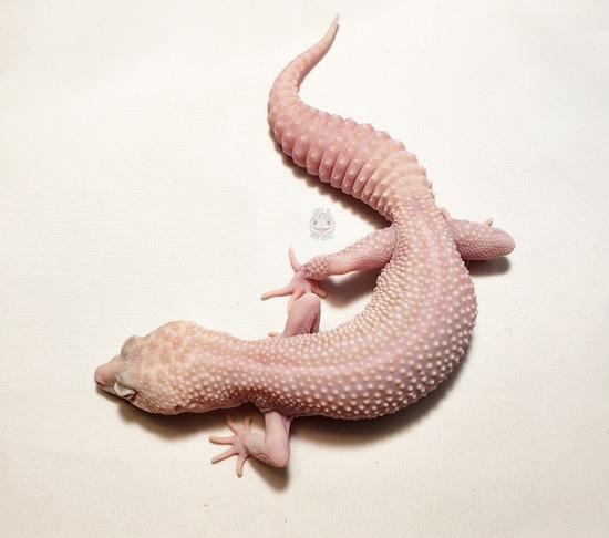 Super RAPTOR Leopard Gecko by CuteAsHeckGecks