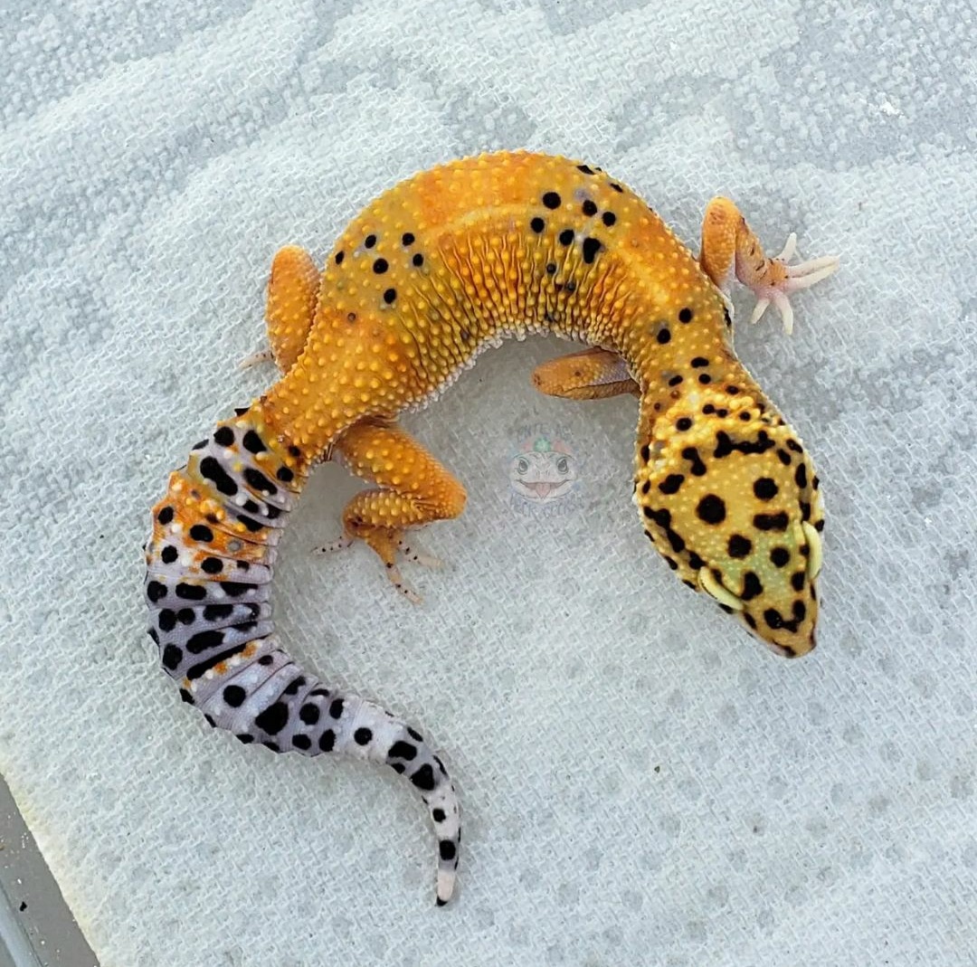 Blood Tangerine Het Tremper & 50% Het Eclipse Leopard Gecko by ...