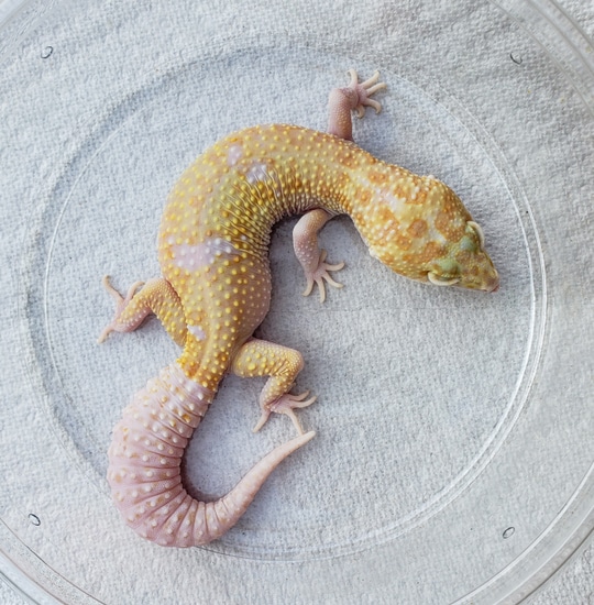 Super Giant Pastel White & Yellow RAPTOR Leopard Gecko by CuteAsHeckGecks