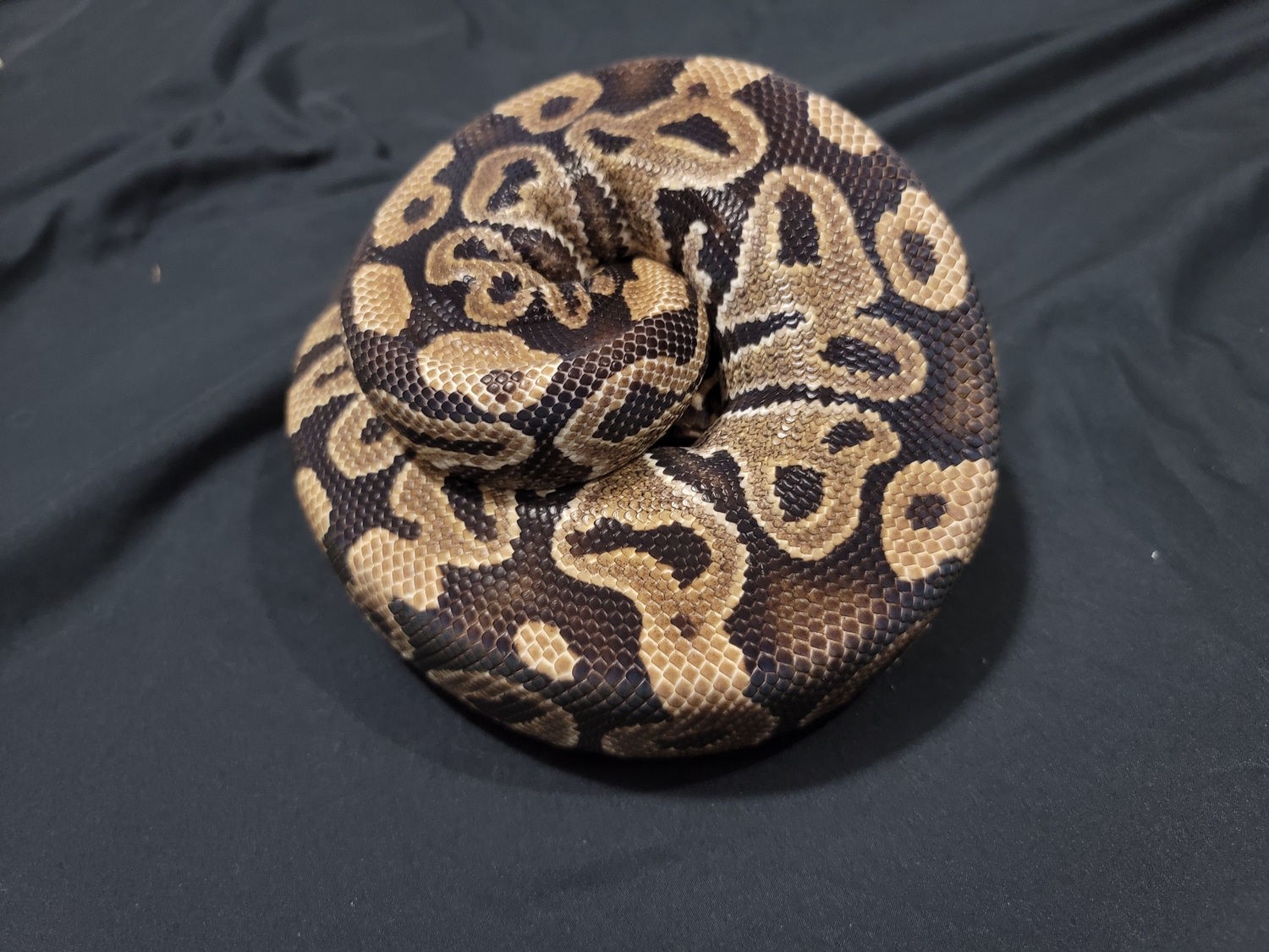Mahogany Ball Python by Wyld West Exotics - MorphMarket