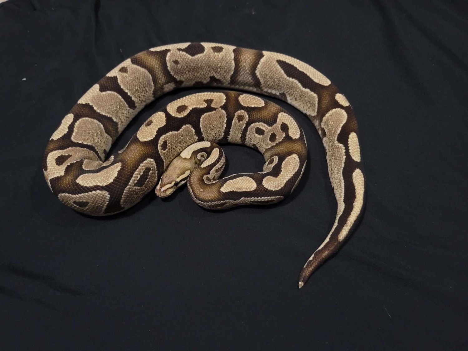Super Vanilla Ball Python by Moss Family Reptiles - MorphMarket