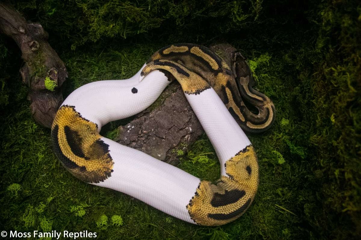 Fire Pied RTB Ball Python by Wyld West Exotics - MorphMarket
