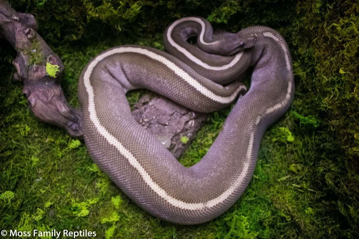 Genetic Stripe Het Pied RTB Ball Python by Wyld West Exotics - MorphMarket