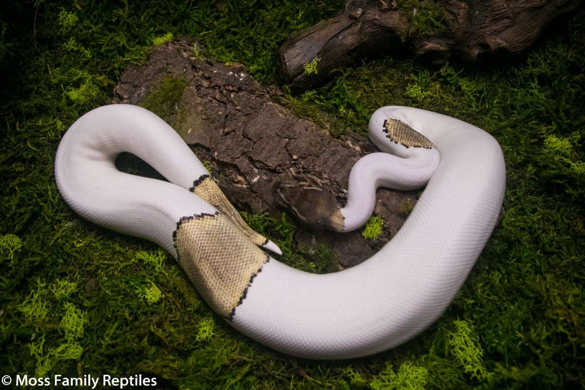 Mojave Pied RTB Ball Python by Wyld West Exotics - MorphMarket