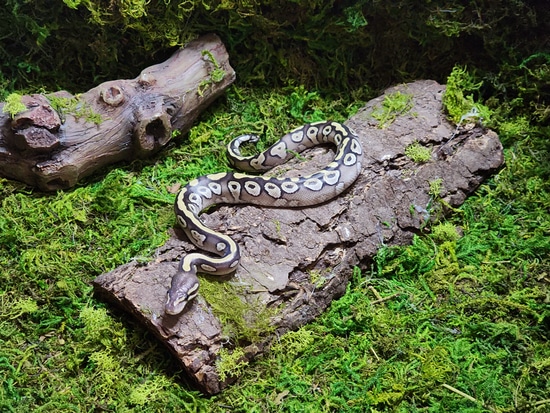 Mojave Harlequin Female Ball Python by Frostfire Exotics