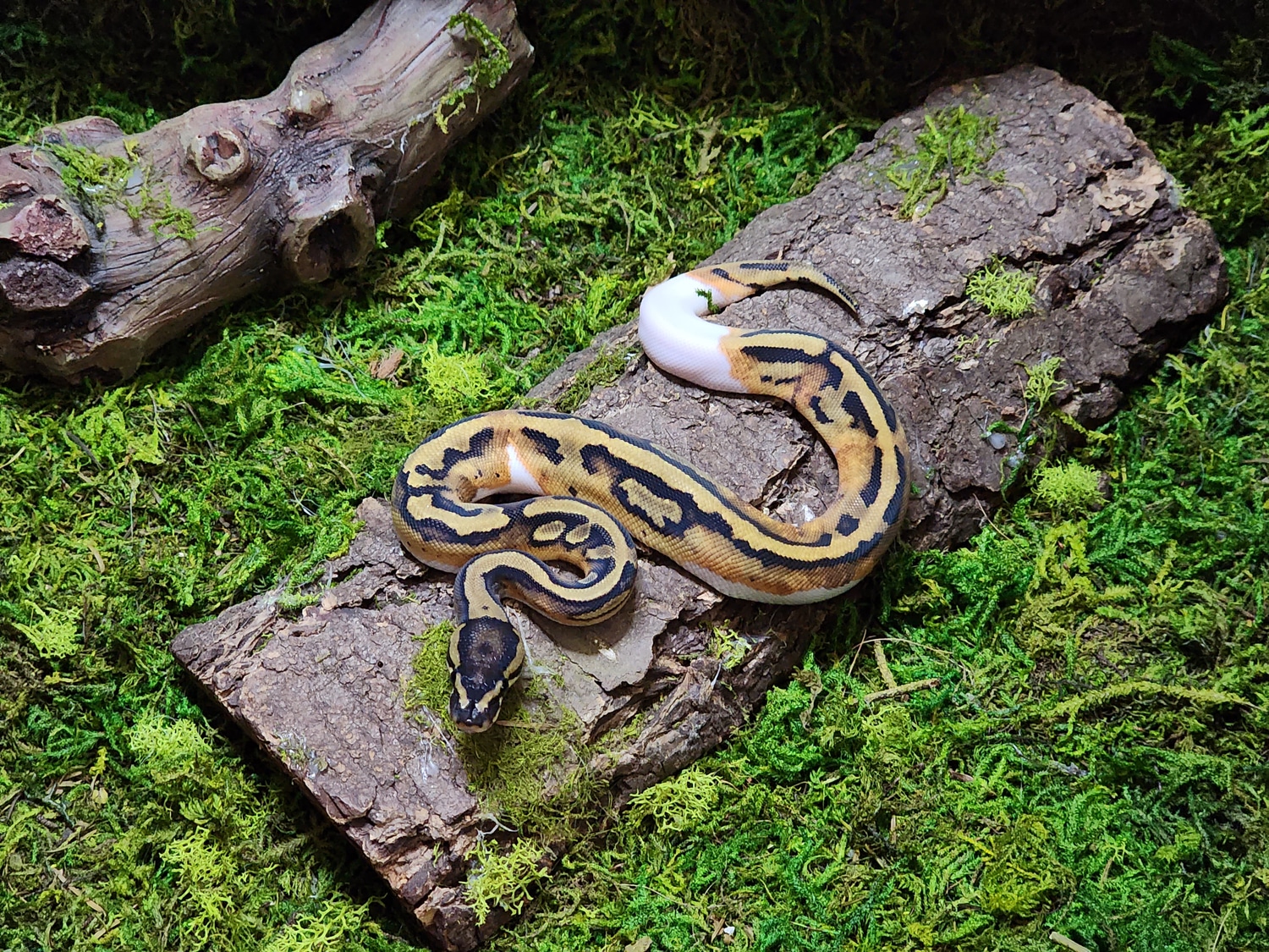 Fire Pied Female Ball Python by Wyld West Exotics - MorphMarket