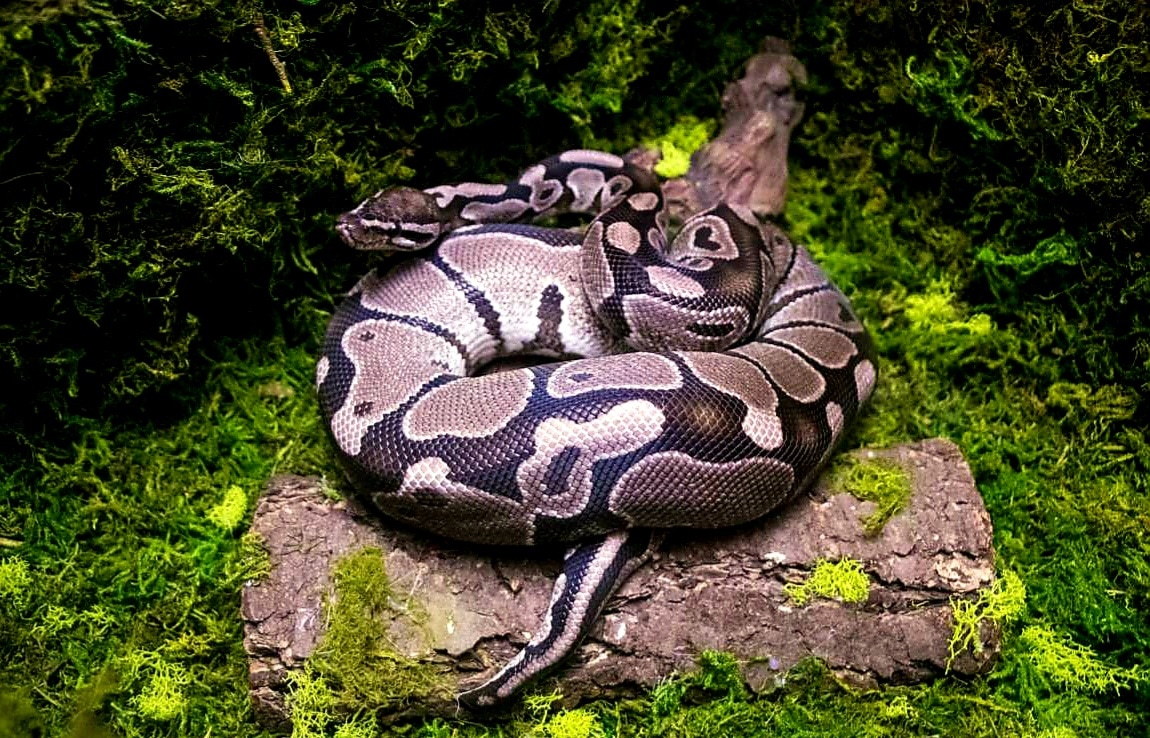 VPI Axanthic Het Pied Proven Ball Python by Wyld West Exotics - MorphMarket