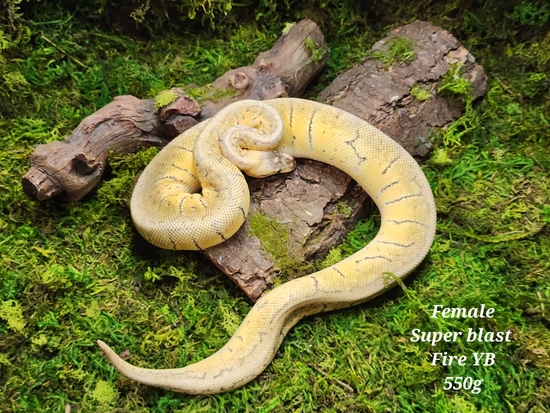 Superblast Fire Yb Ball Python by Wyld West eXotics