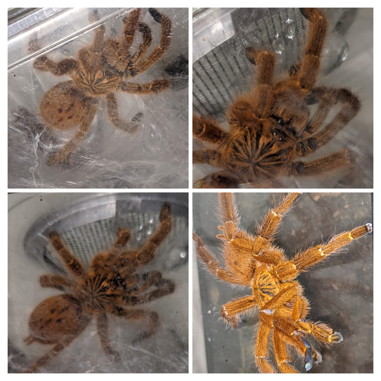 OBT Tarantula by The Gallo Creatures - MorphMarket