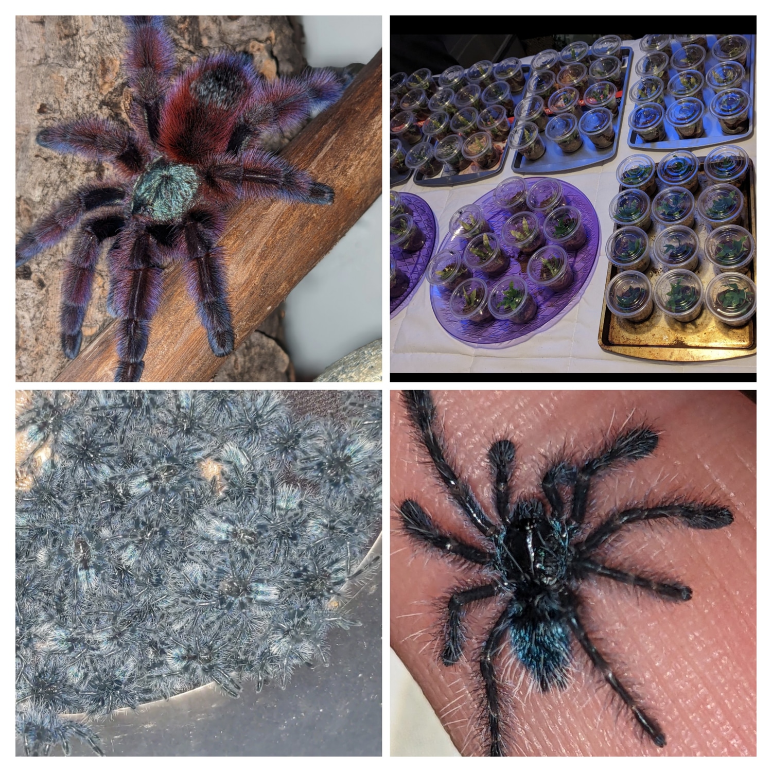 Versicolor Slings Tarantula by The Gallo Creatures - MorphMarket