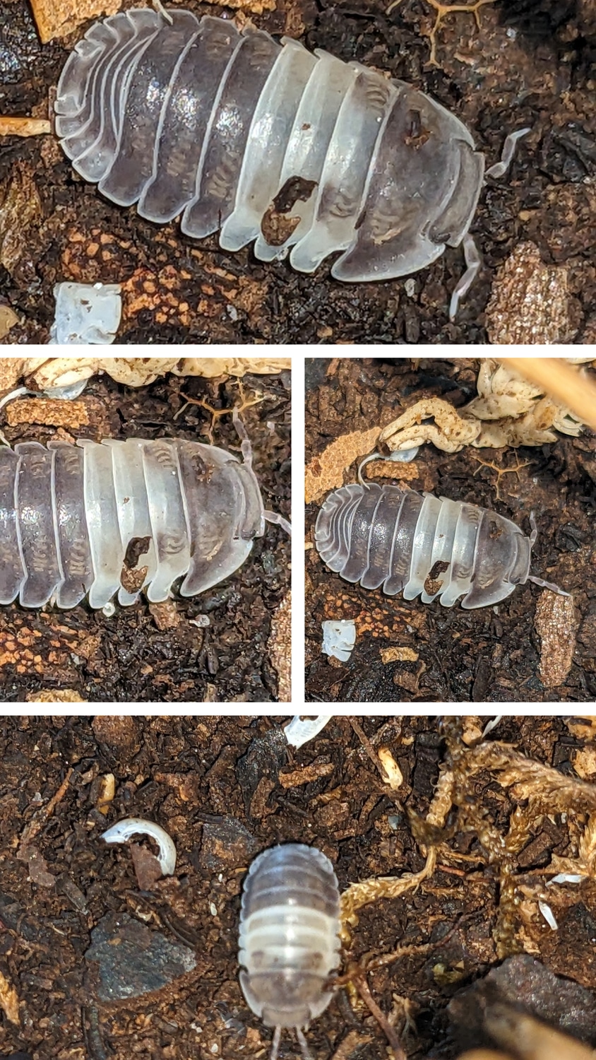 Panda King Isopod by The Gallo Creatures - MorphMarket