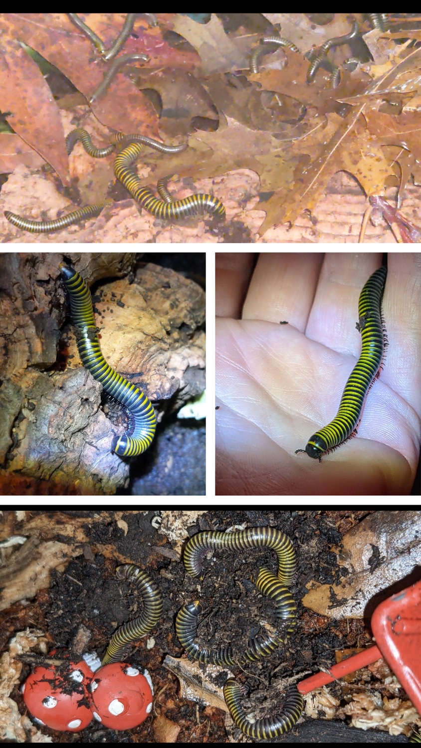 Bumble Bee -all Sizes Available Millipede by The Gallo Creatures ...