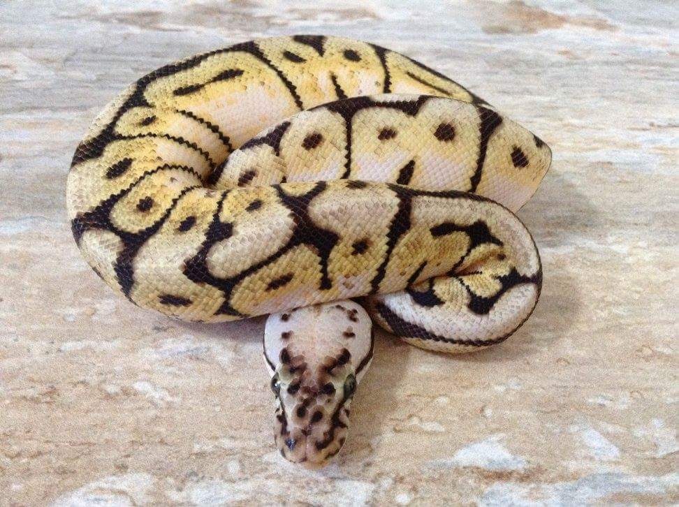 Spotnose Bumblebee Ball Python by ASH Reptile - MorphMarket