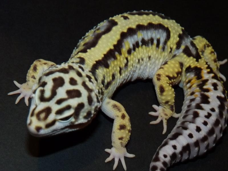 Bandit Giant Proven Male Leopard Gecko by ASH Reptile - MorphMarket