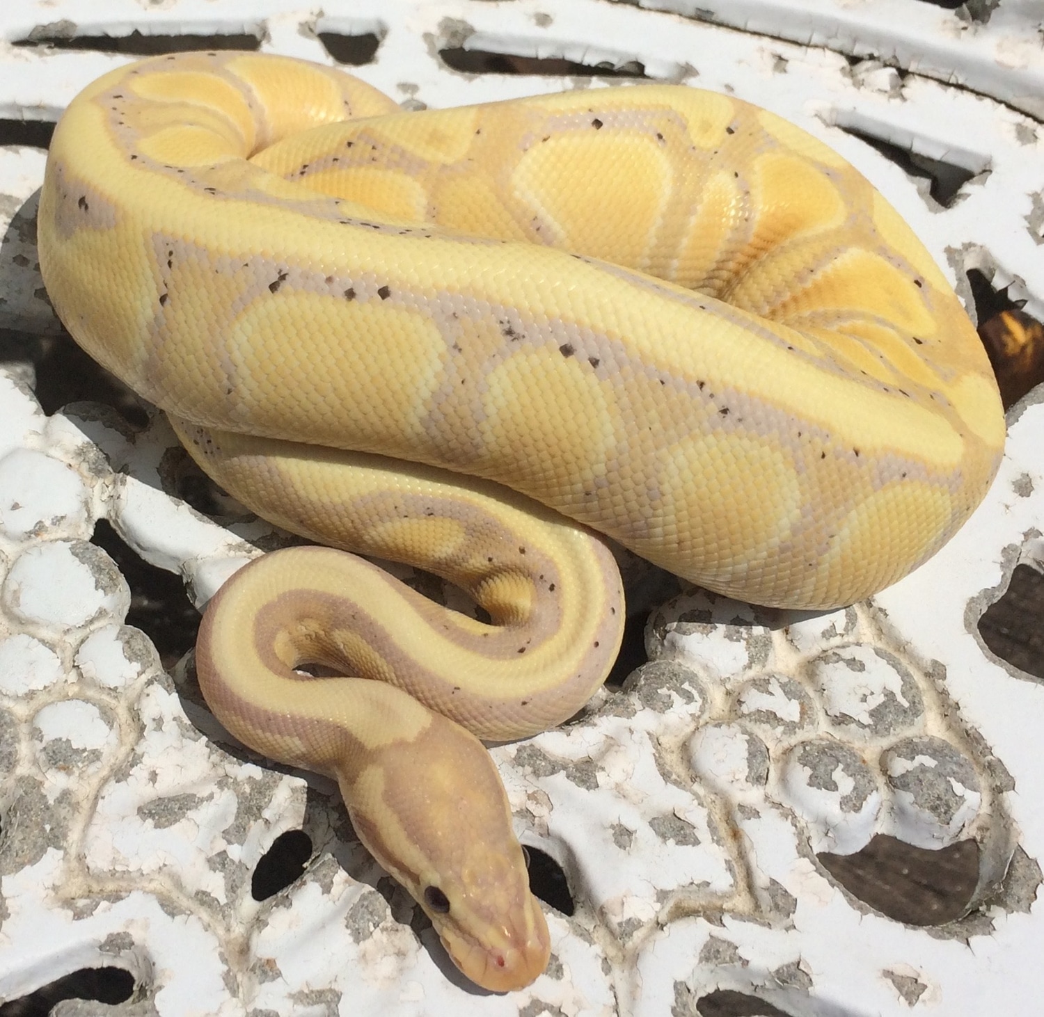 Female Fire Banana Het. Clown Ball Python by ASH Reptile - MorphMarket