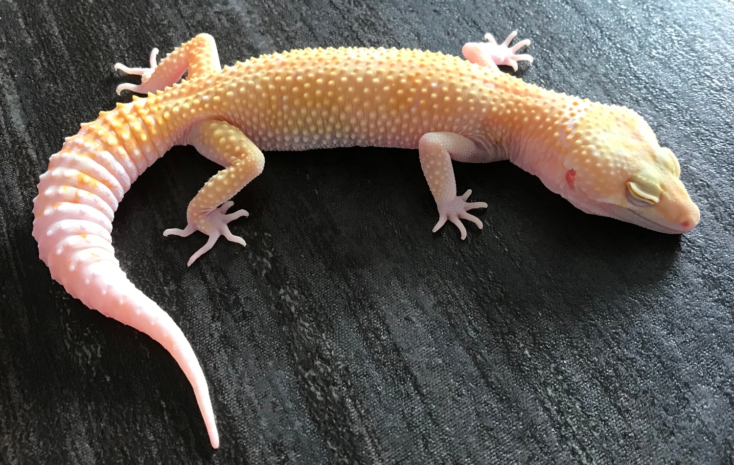 Sunglow Female Het. Eclipse Possible Giant Leopard Gecko by ASH Reptile ...