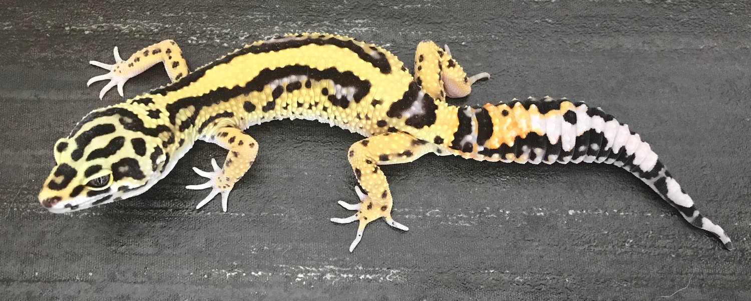 Bold Bandit POS. Giant Snow Male Leopard Gecko by ASH Reptile - MorphMarket