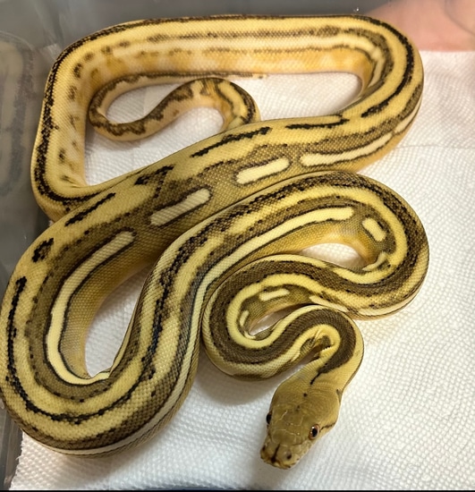Phantom Tiger Citron Het Albino Reticulated Python by Ashton’s snakes