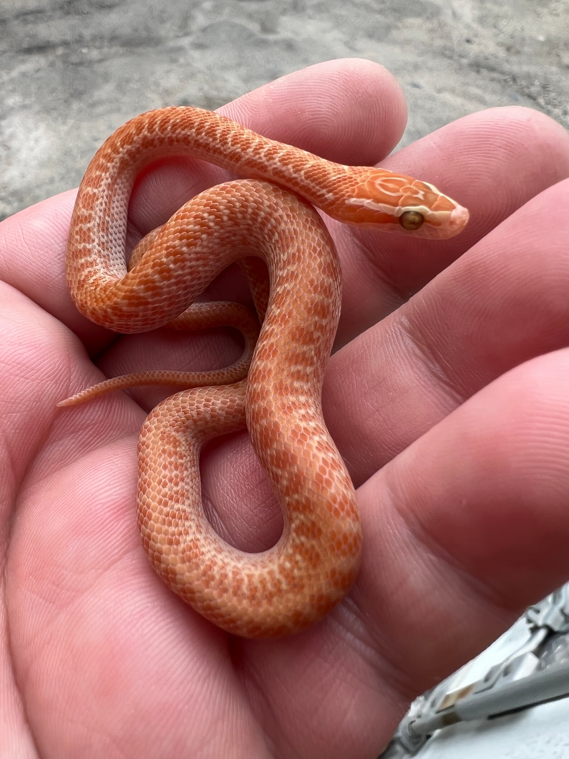 Kenyan Cross T- Albino House Snake by Ashton's Dragons & Snakes ...