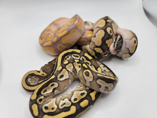 Trio Female 100% Het Pied 50% Poss Het Paint Ball Python by Nocturnal ...