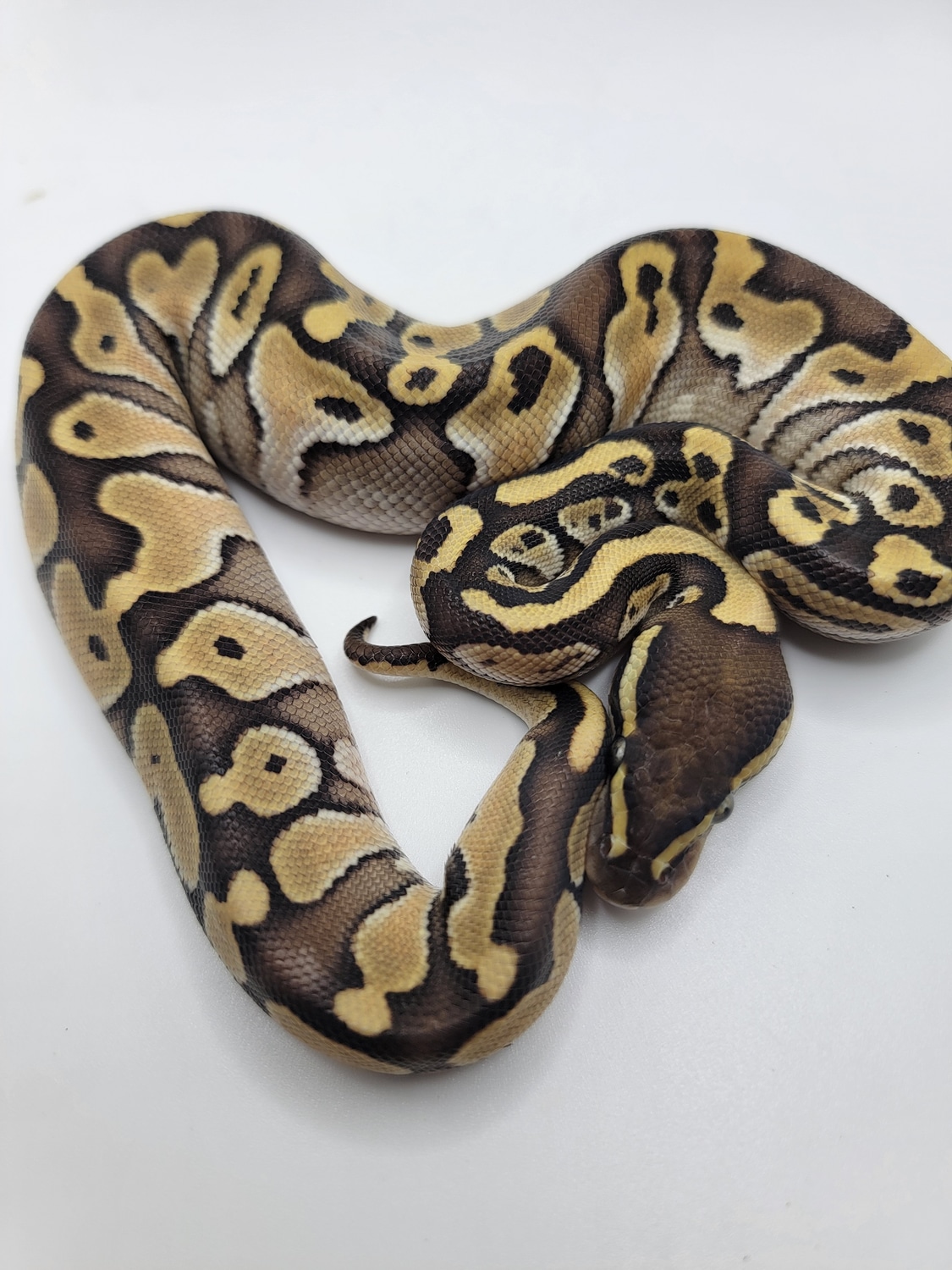 Lesser Poss Het Paint Ball Python by Nocturnal Pythons - MorphMarket
