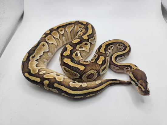 Lesser 100% Het Pied 50% Het Paint Ball Python by Nocturnal Pythons