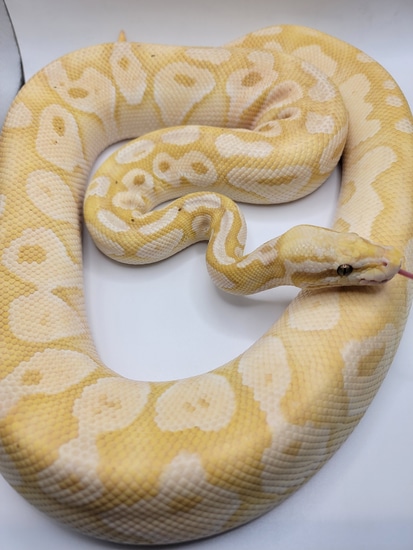 Banana Pastel Lesser Het Paint Ball Python by Nocturnal Pythons