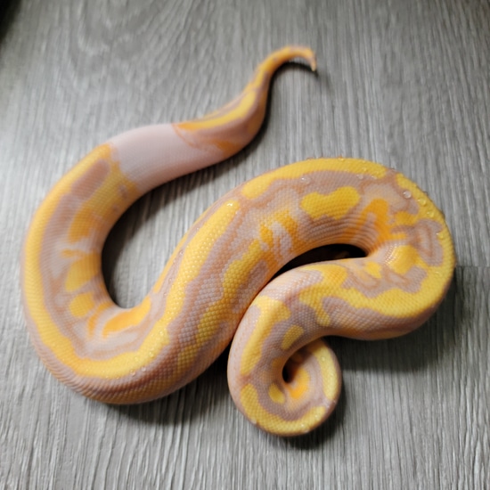 Banana Pied Ball Python by Nocturnal Pythons
