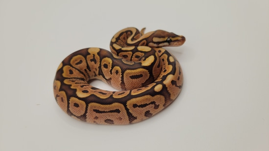 Black Pastel Spider Ball Python by Nocturnal Pythons
