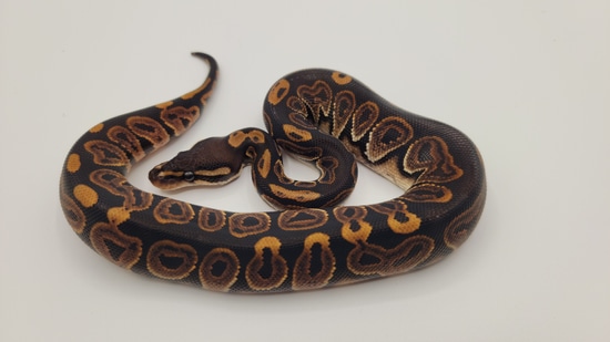 Black Pastel Ball Python by Nocturnal Pythons