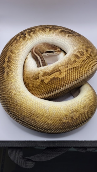 Black Pastel Leopard Mojave Pastel Ball Python by Nocturnal Pythons