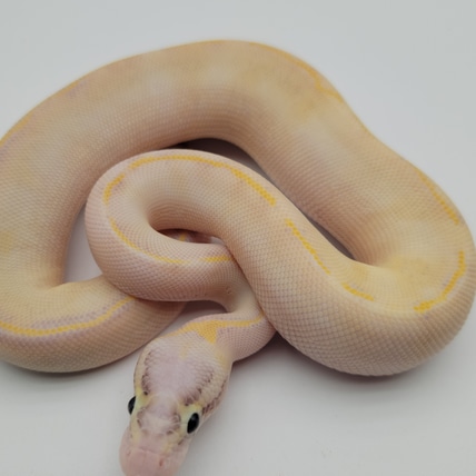 Nocturnal Pythons - MorphMarket