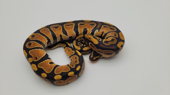 Het Paint Ball Python by Nocturnal Pythons