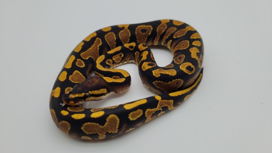Yellow Belly Het Paint Ball Python by Nocturnal Pythons